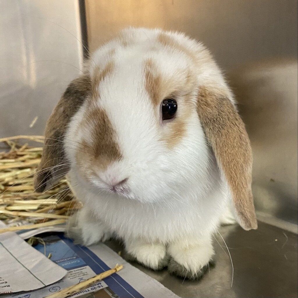 Mantis - Male Lop Eared Mix Rabbit in VIC - PetRescue