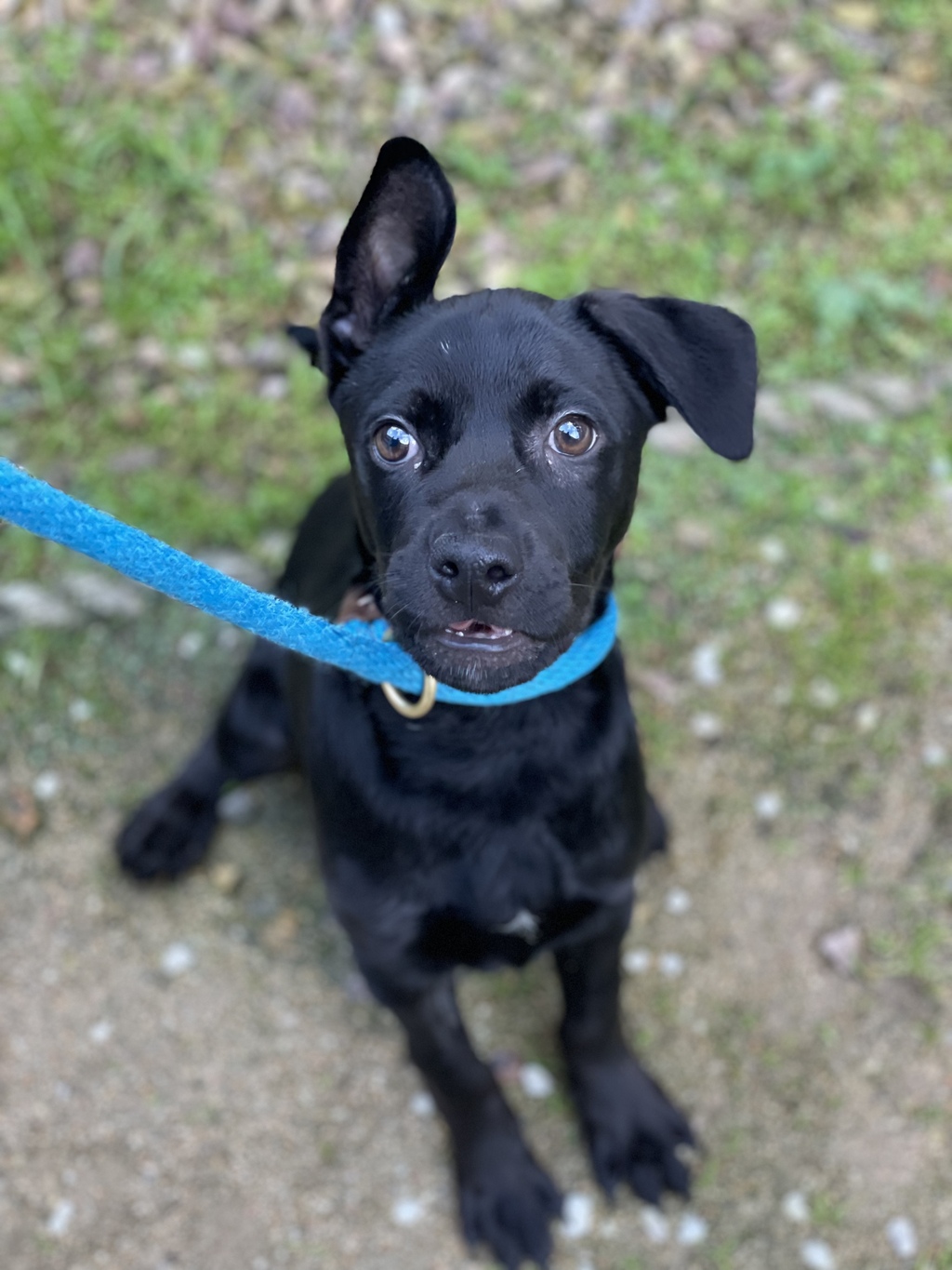Dixie - Medium Female American Staffordshire Terrier x Labrador Mix Dog ...