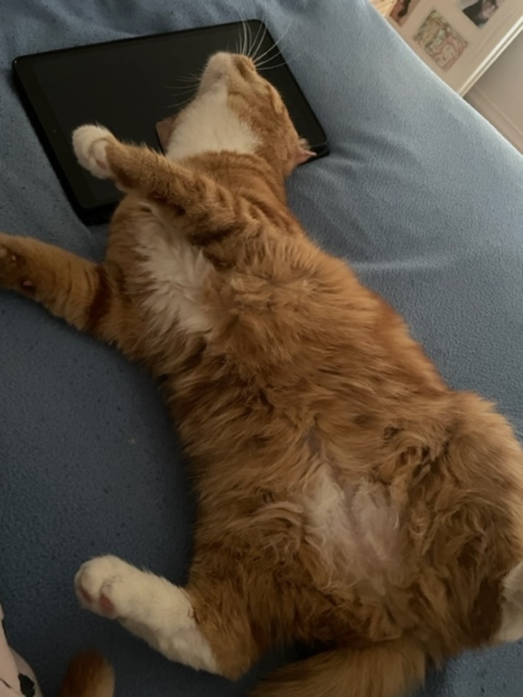Pikachu (was Ginger Snap) - Female Dsh Mix Cat in VIC - PetRescue