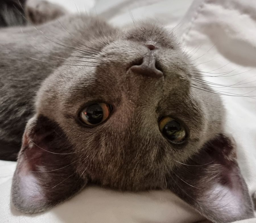 George - Male Manx Mix Cat in QLD - PetRescue