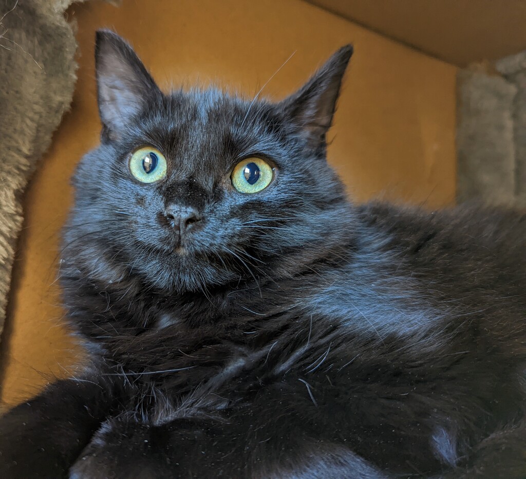 Hendrix - Male Domestic Medium Hair Mix Cat in QLD - PetRescue