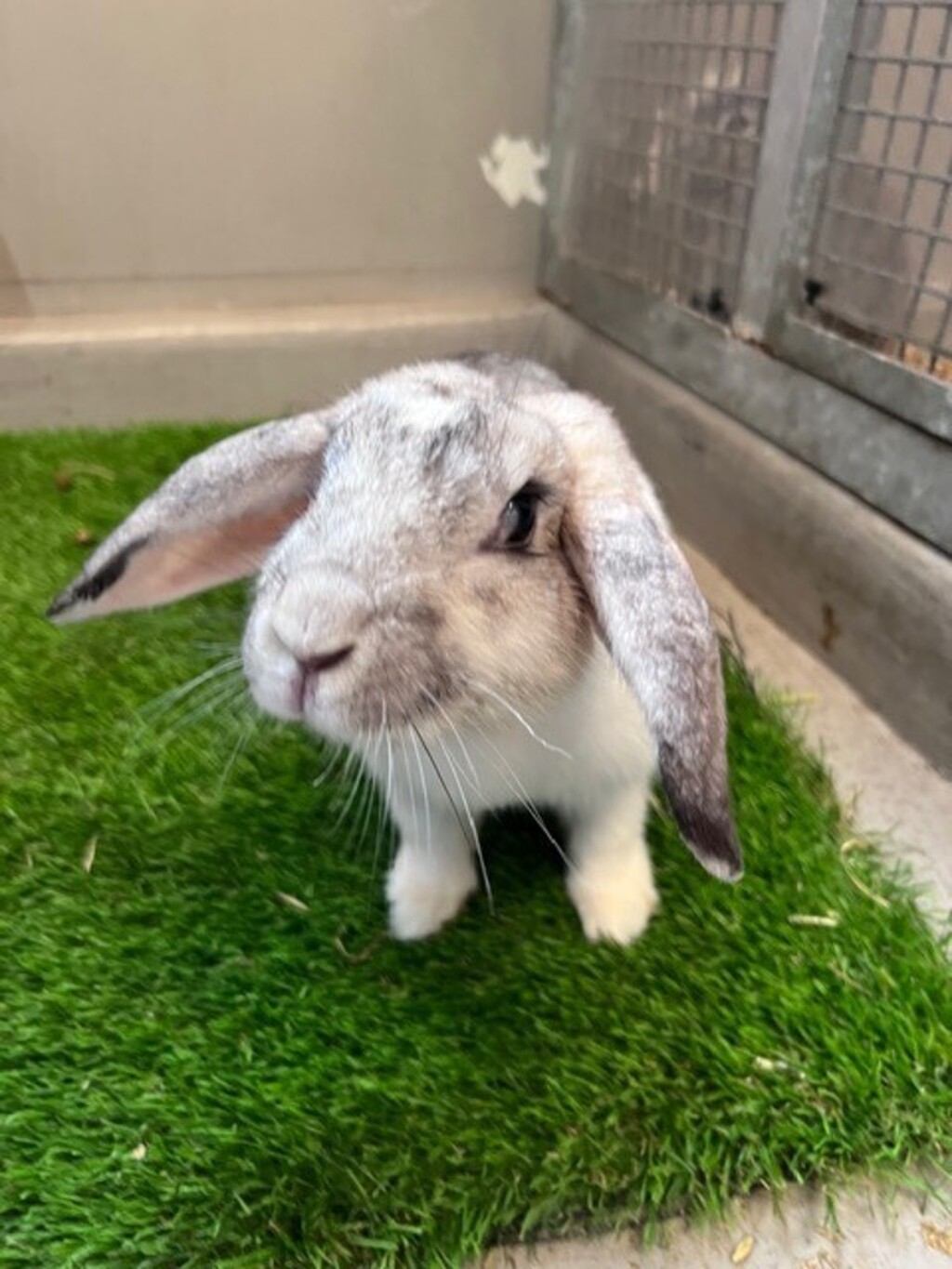 Floppy - Female Lop Eared Mix Rabbit in WA - PetRescue