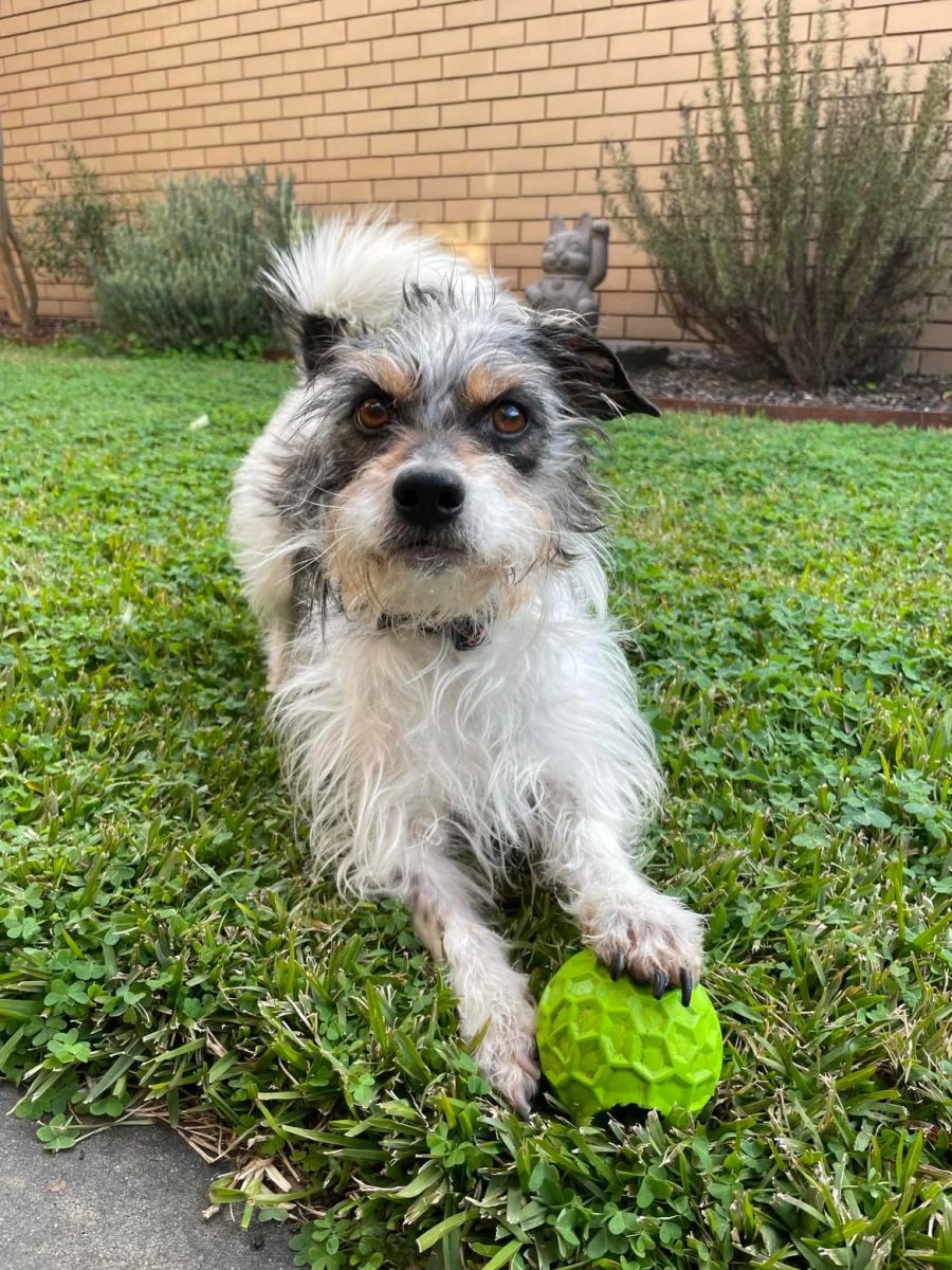 Marvin - Small Male Shih Tzu Mix Dog in VIC - PetRescue
