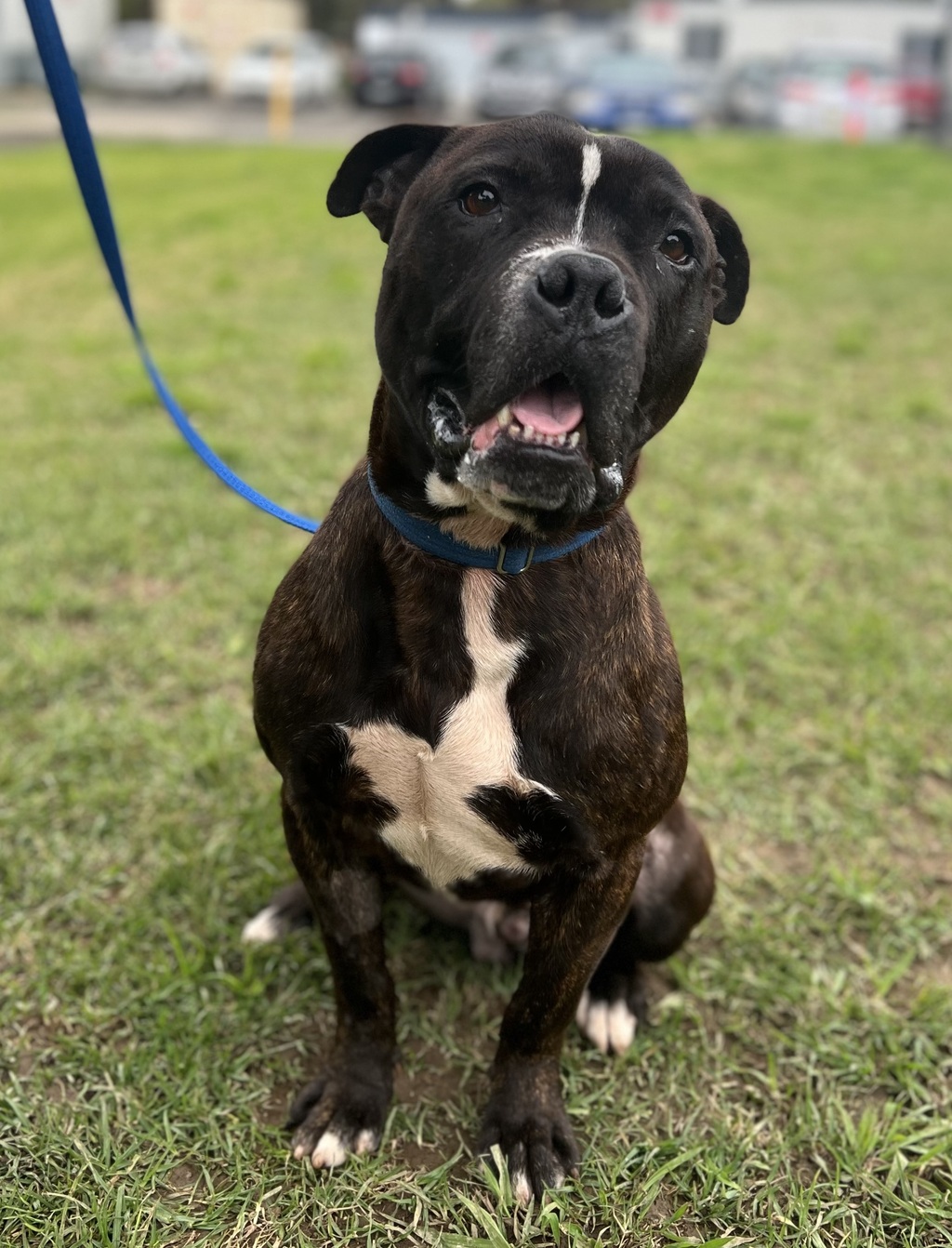 Brutus - Medium Male Bull Terrier x Staffordshire Terrier Mix Dog in ...