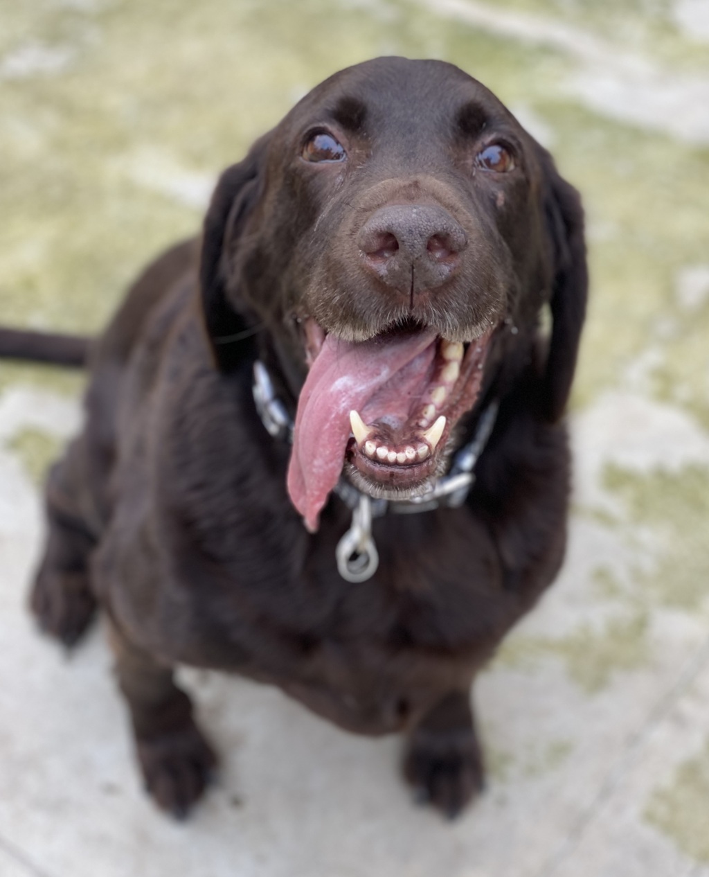 Wilson - Large Male Labrador x Cocker Spaniel Mix Dog in VIC - PetRescue