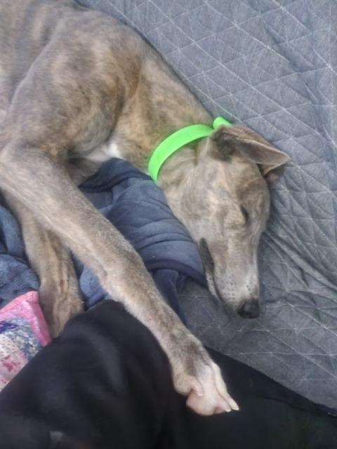 Sammi - Small Female Greyhound Dog in QLD - PetRescue