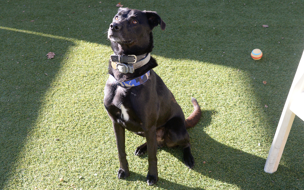 Norman - Medium Male Alaskan Malamute x Rottweiler Mix Dog in VIC ...