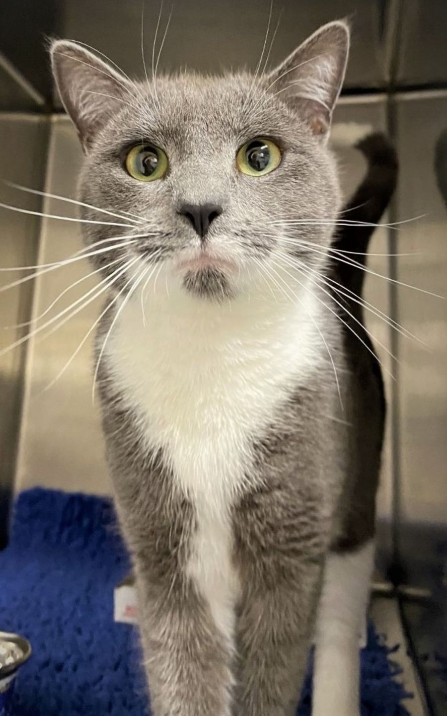 Colonel Sanders - Male Domestic Short Hair Cat in VIC - PetRescue