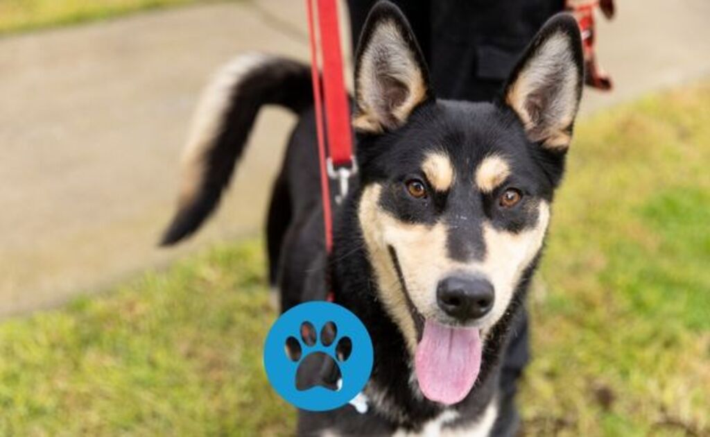 The Lost Dogs' Home - North Melbourne - PetRescue