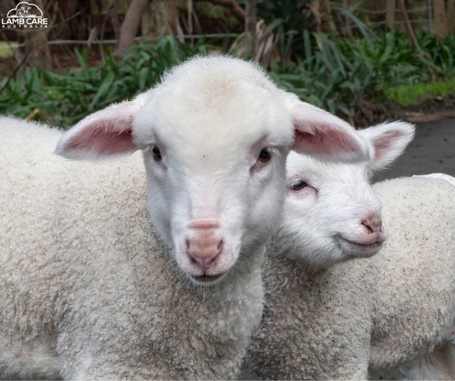 Jodie and Gracie - Female Sheep in VIC - PetRescue