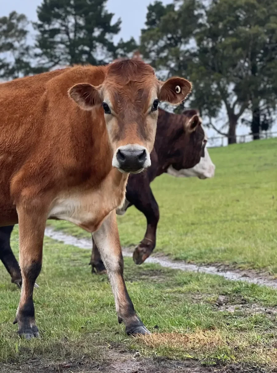 Chilli 🌶 - Male Cattle in VIC - PetRescue