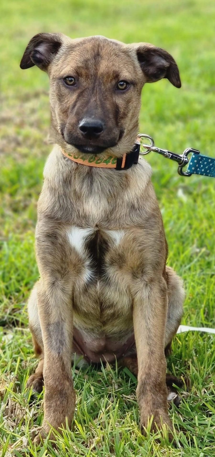 Rose - Large Female Kelpie Mix Dog in VIC - PetRescue