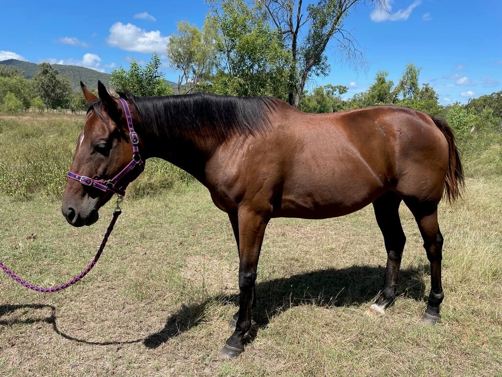 Beau - Male Thoroughbred Mix Horse in QLD - PetRescue