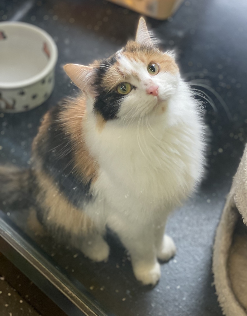 Merri - Female Domestic Short Hair Mix Cat in VIC - PetRescue