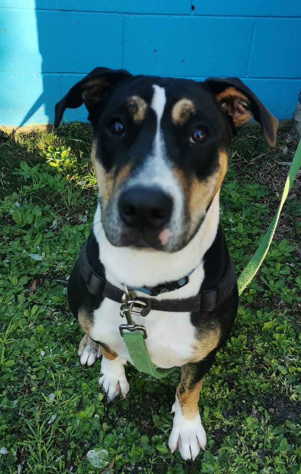 RSPCA Dakabin - PetRescue