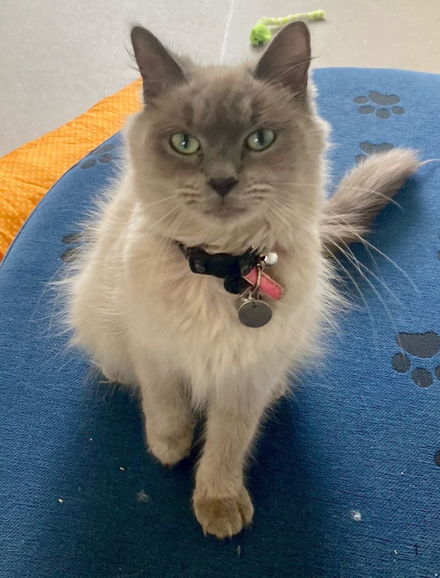 C1077 Precious - Female Ragdoll Mix Cat in NSW - PetRescue
