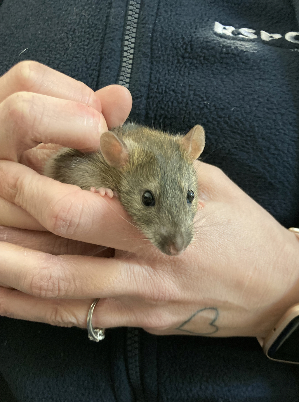Nash - Male Rat Mix Rodent in WA - PetRescue
