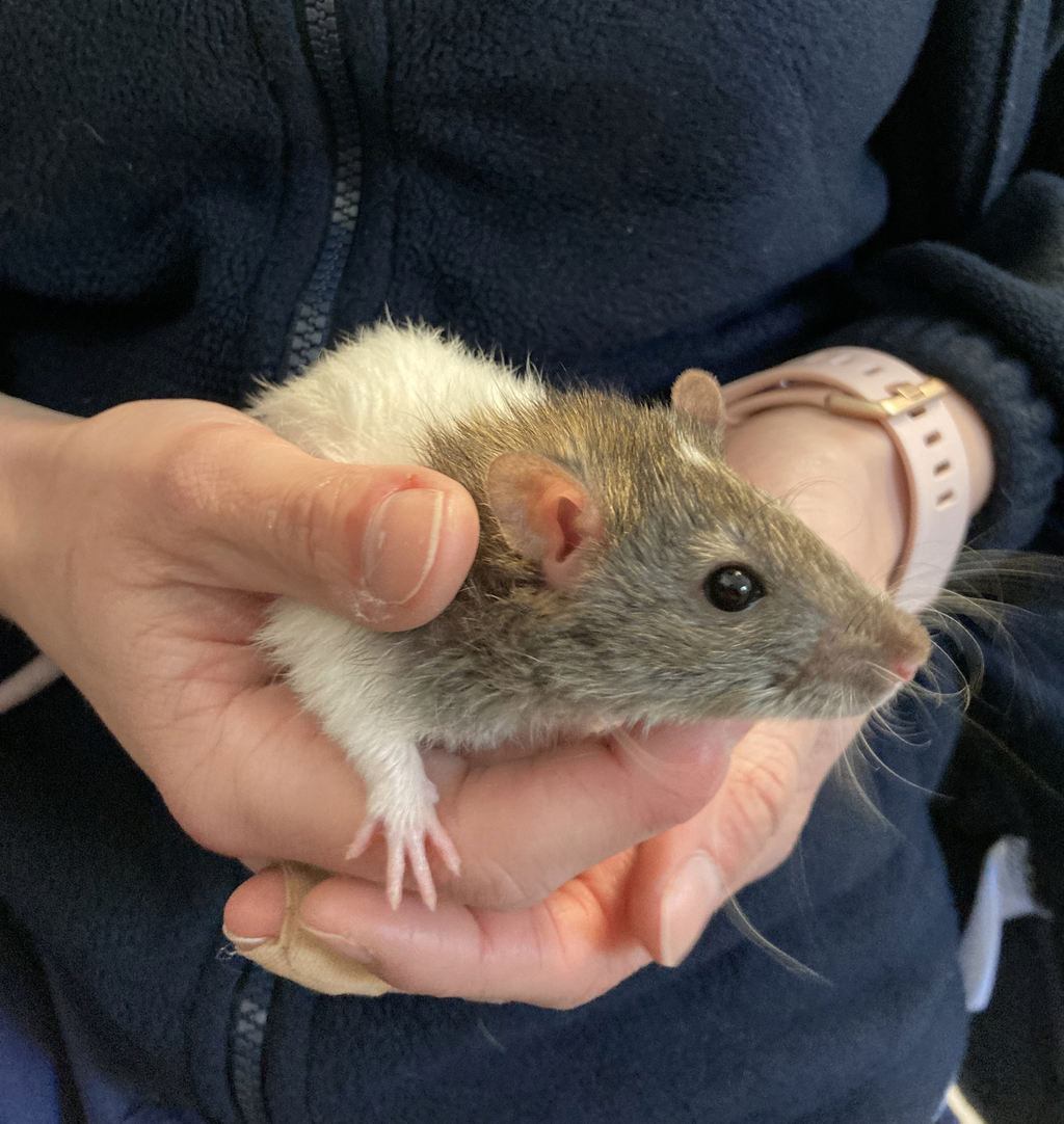 Nox* - Male Rat Mix Rodent in WA - PetRescue