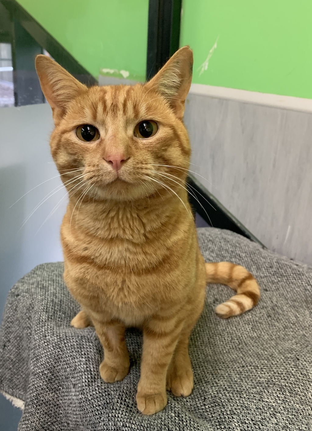 Bendigo Animal Relief Centre - PetRescue