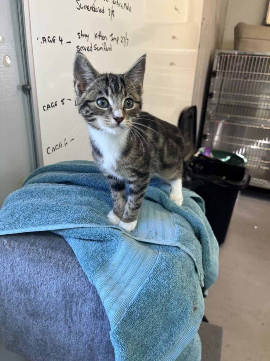 Hunter Animal Rescue - PetRescue