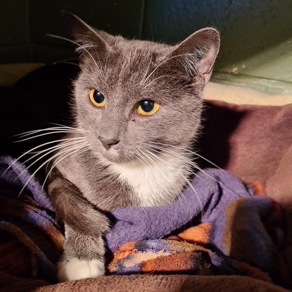 Crumpet - Female Domestic Short Hair Cat in VIC - PetRescue