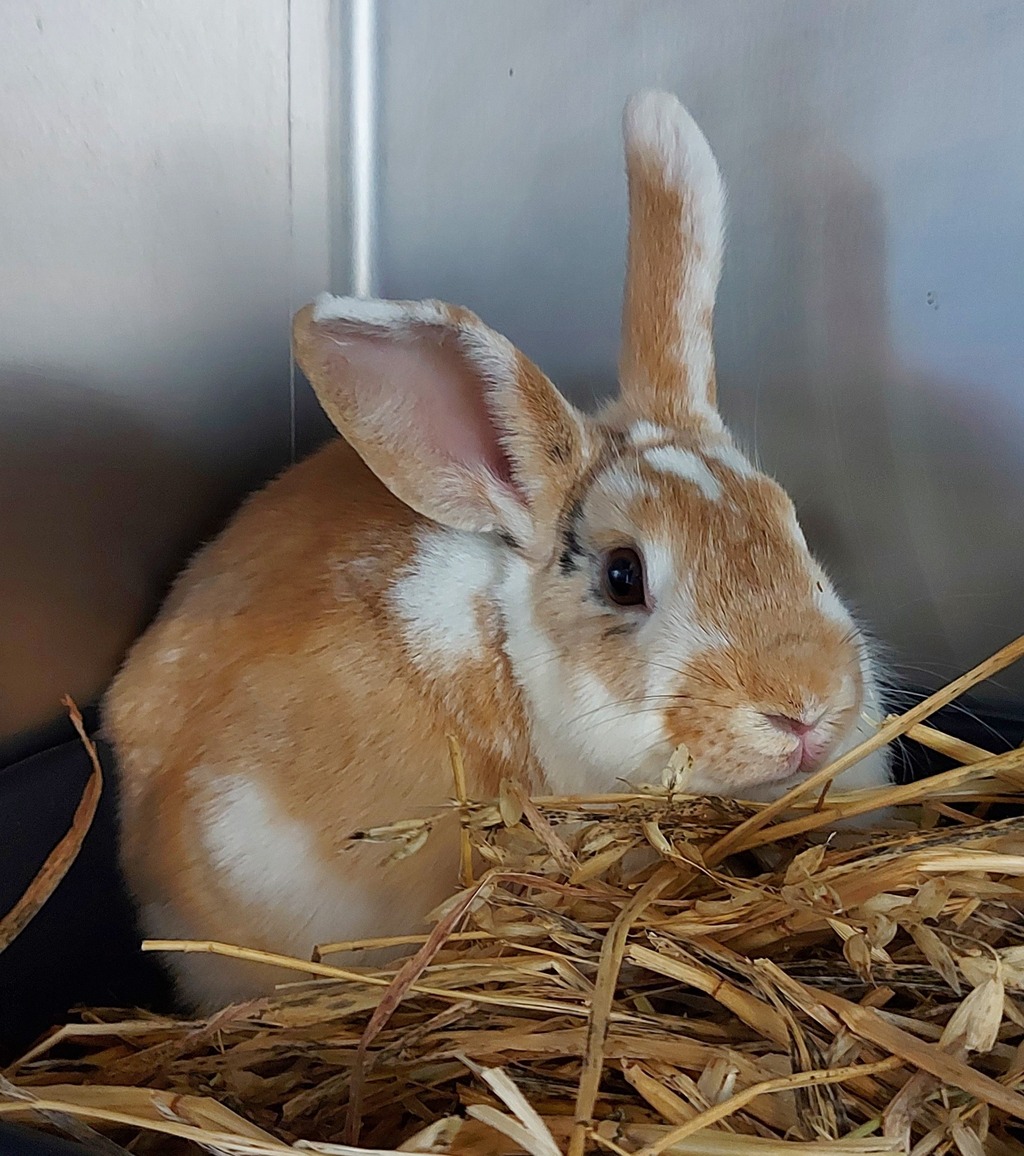 Pina Colada - Female Rabbit Unspecified Rabbit in VIC - PetRescue