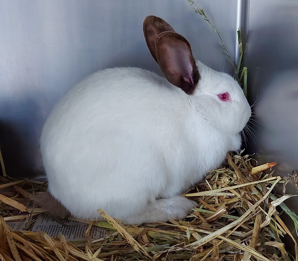 Claudina - Female New Zealand x Himalayan Mix Rabbit in VIC - PetRescue