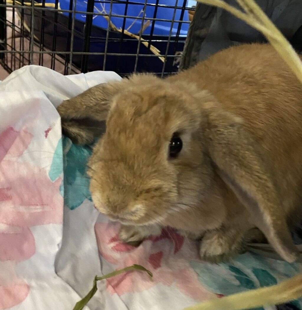 Lemonade - Female Rabbit Unspecified Rabbit in VIC - PetRescue