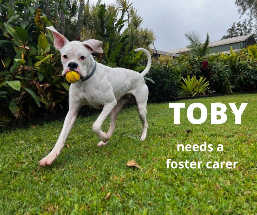 Toby - Medium Male Boxer Dog in QLD - PetRescue