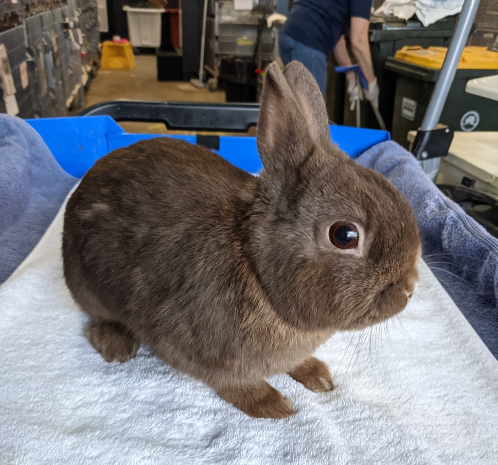 Pippin - Male Netherland Dwarf Rabbit in VIC - PetRescue