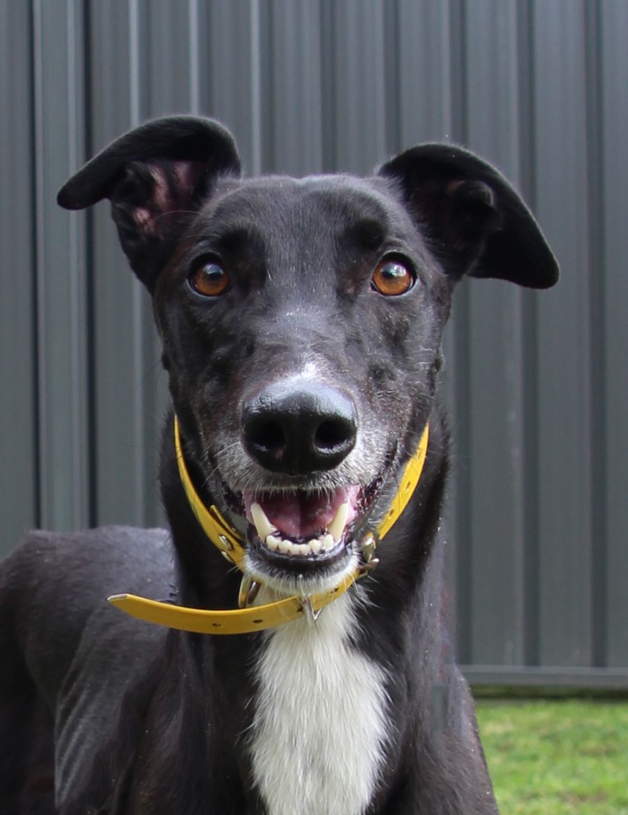 Tim - Large Male Greyhound Dog in NSW - PetRescue