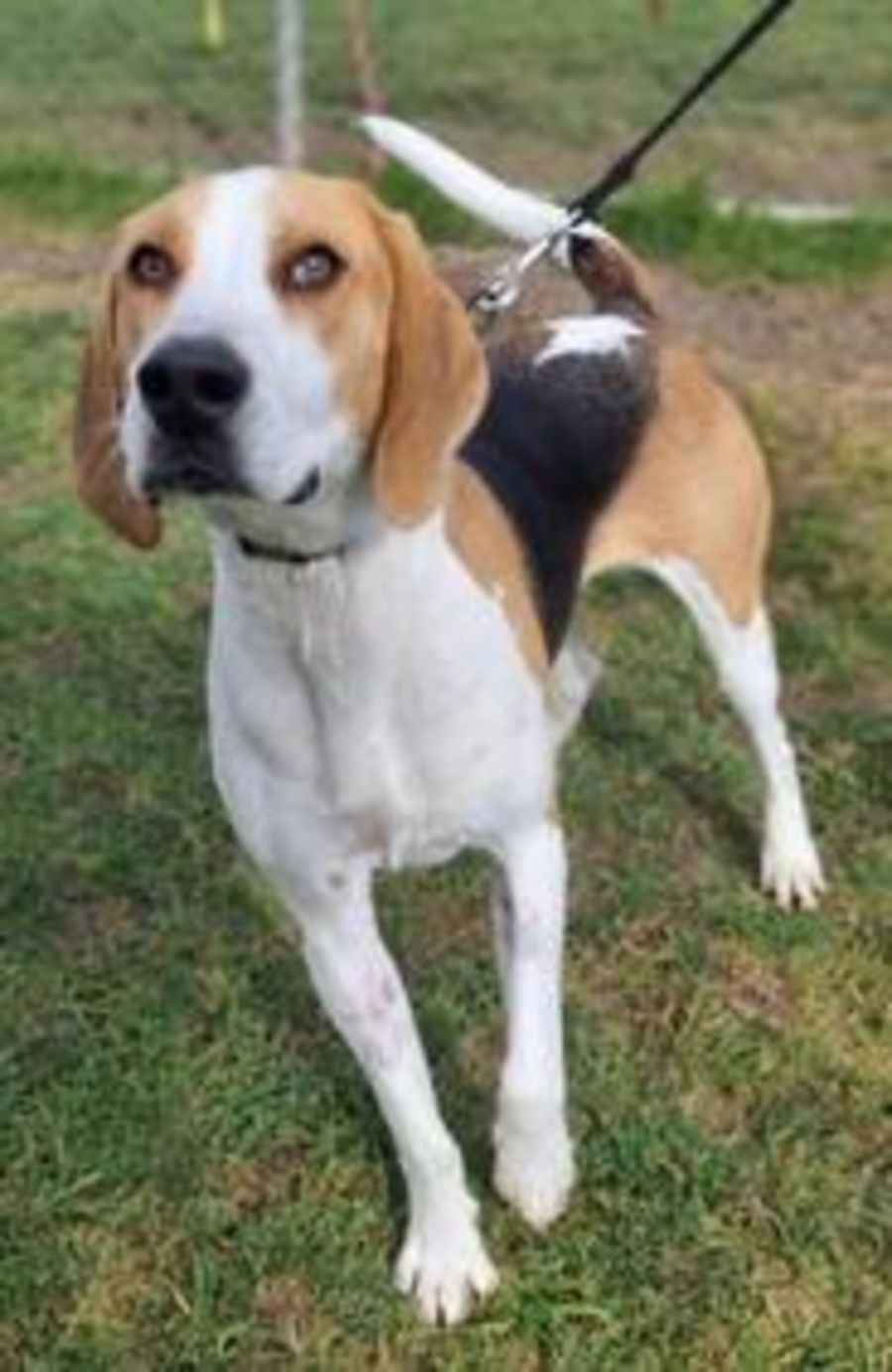 Finley - 57809 - Large Male Foxhound, English x Beagle Mix Dog in VIC ...
