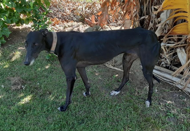 Posey - Large Female Greyhound Dog in NT - PetRescue