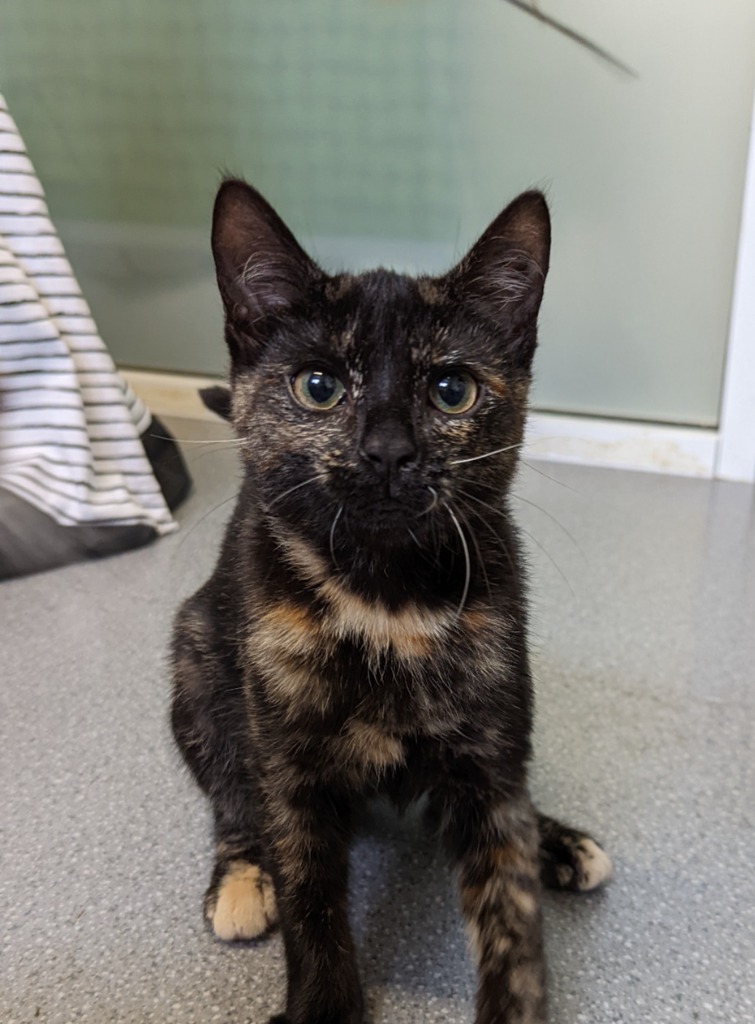 Mimsy - Female Domestic Short Hair Cat in TAS - PetRescue