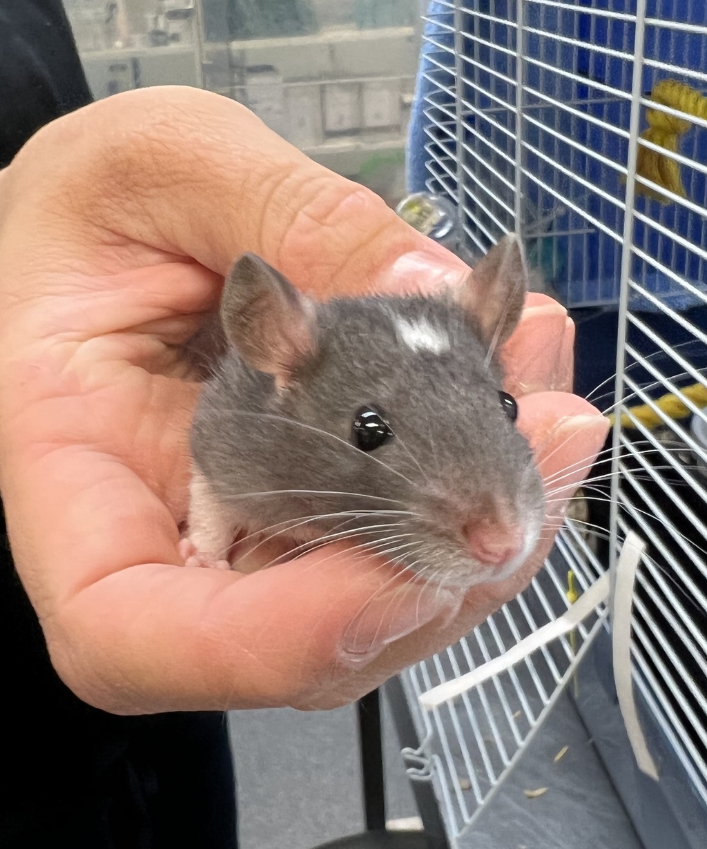 Lychee - Male Rat Mix Rodent in QLD - PetRescue