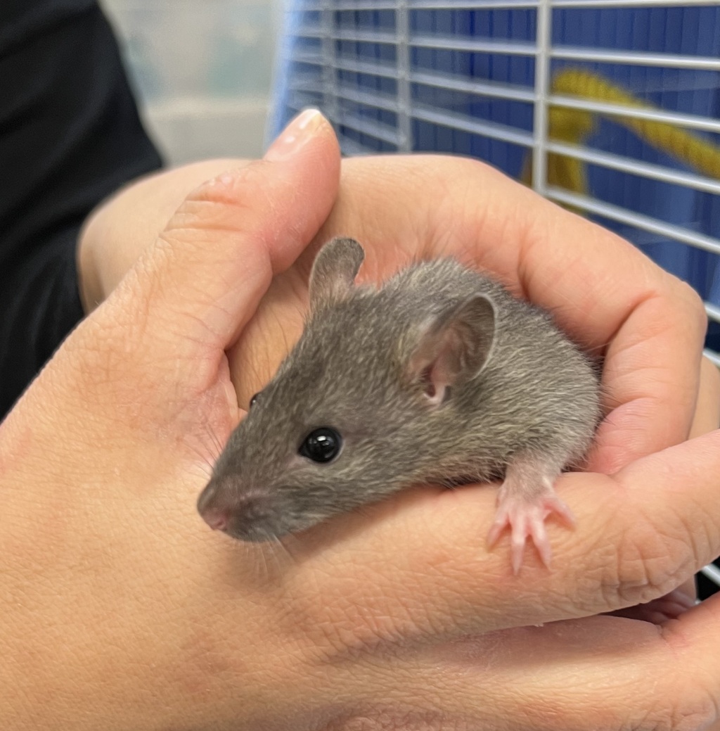 Coconut - Male Rat Mix Rodent in QLD - PetRescue
