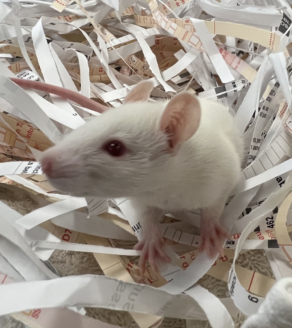 Avocado - Male Rat Mix Rodent in QLD - PetRescue