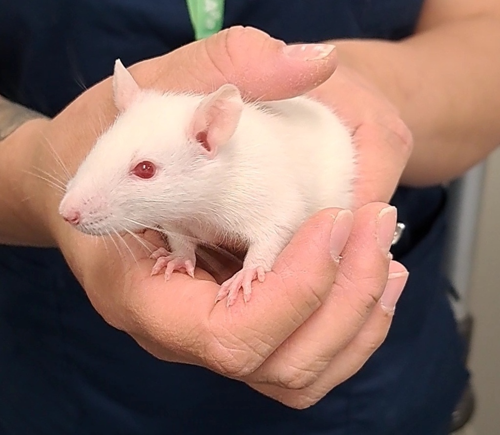 Mango - Male Rat Mix Rodent in QLD - PetRescue