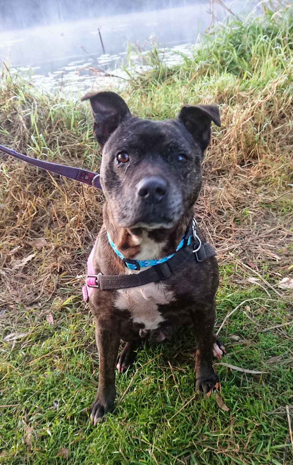 RSPCA Dakabin - PetRescue