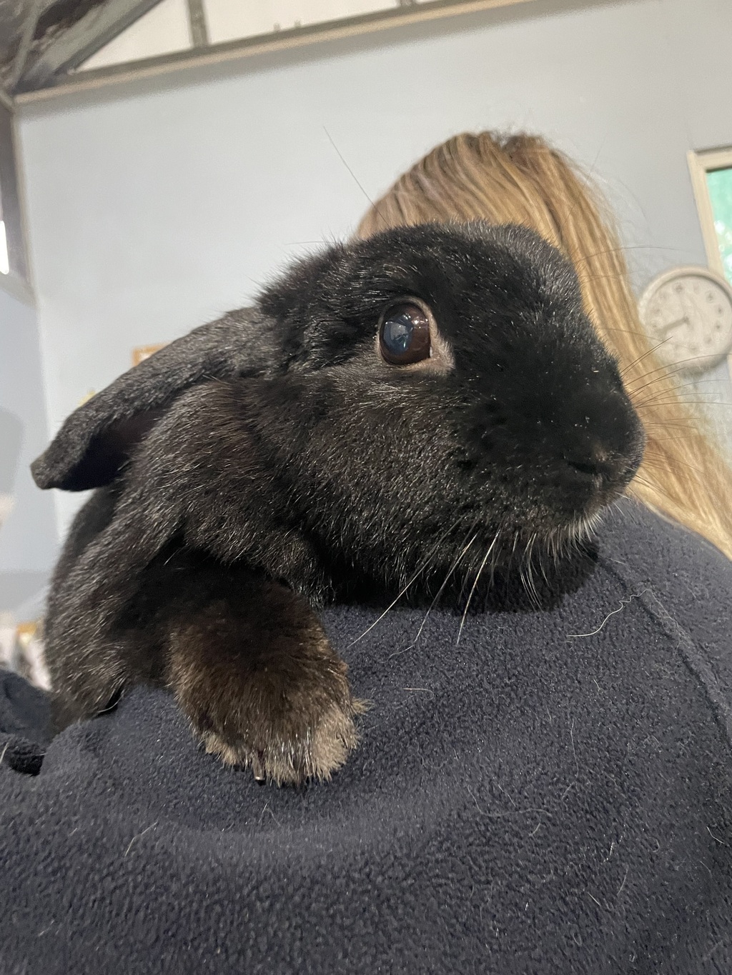 Peanut - Male Bunny Rabbit Mix Rabbit in WA - PetRescue