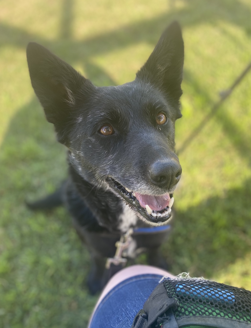 Fluffy - Medium Female Border Collie x Kelpie Mix Dog in QLD - PetRescue