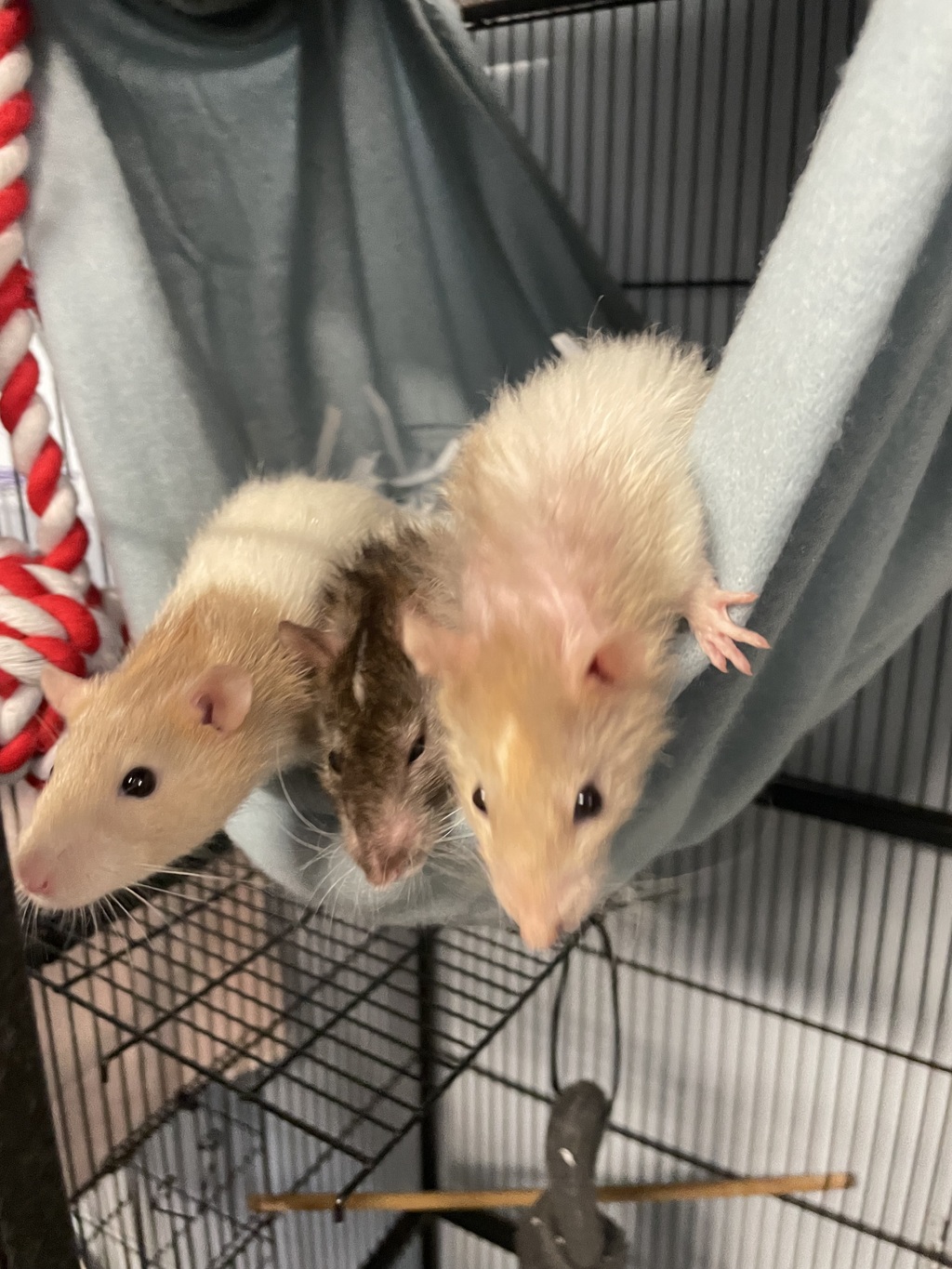 Nini, Neela - Female Rat Mix Rodent in WA - PetRescue