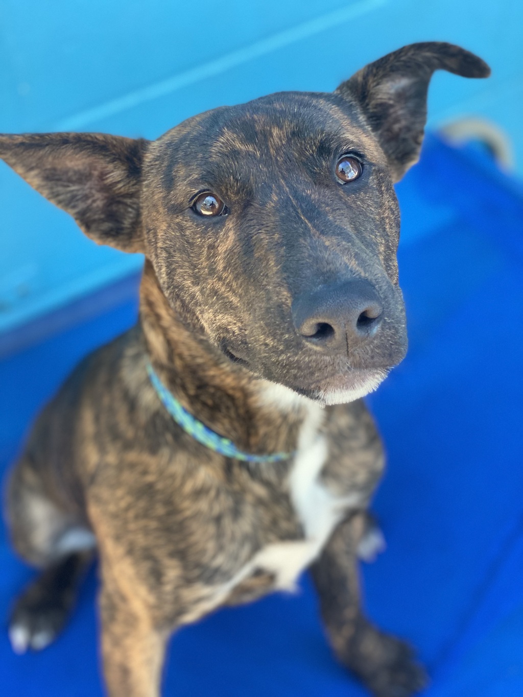 Bobby - Medium Male Australian Stumpy Tail Cattle Dog x American ...