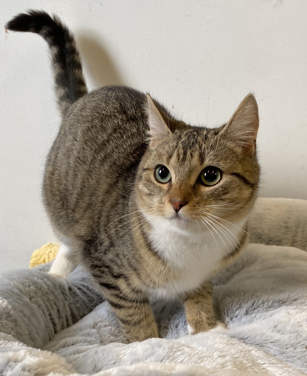 Bendigo Animal Relief Centre - PetRescue