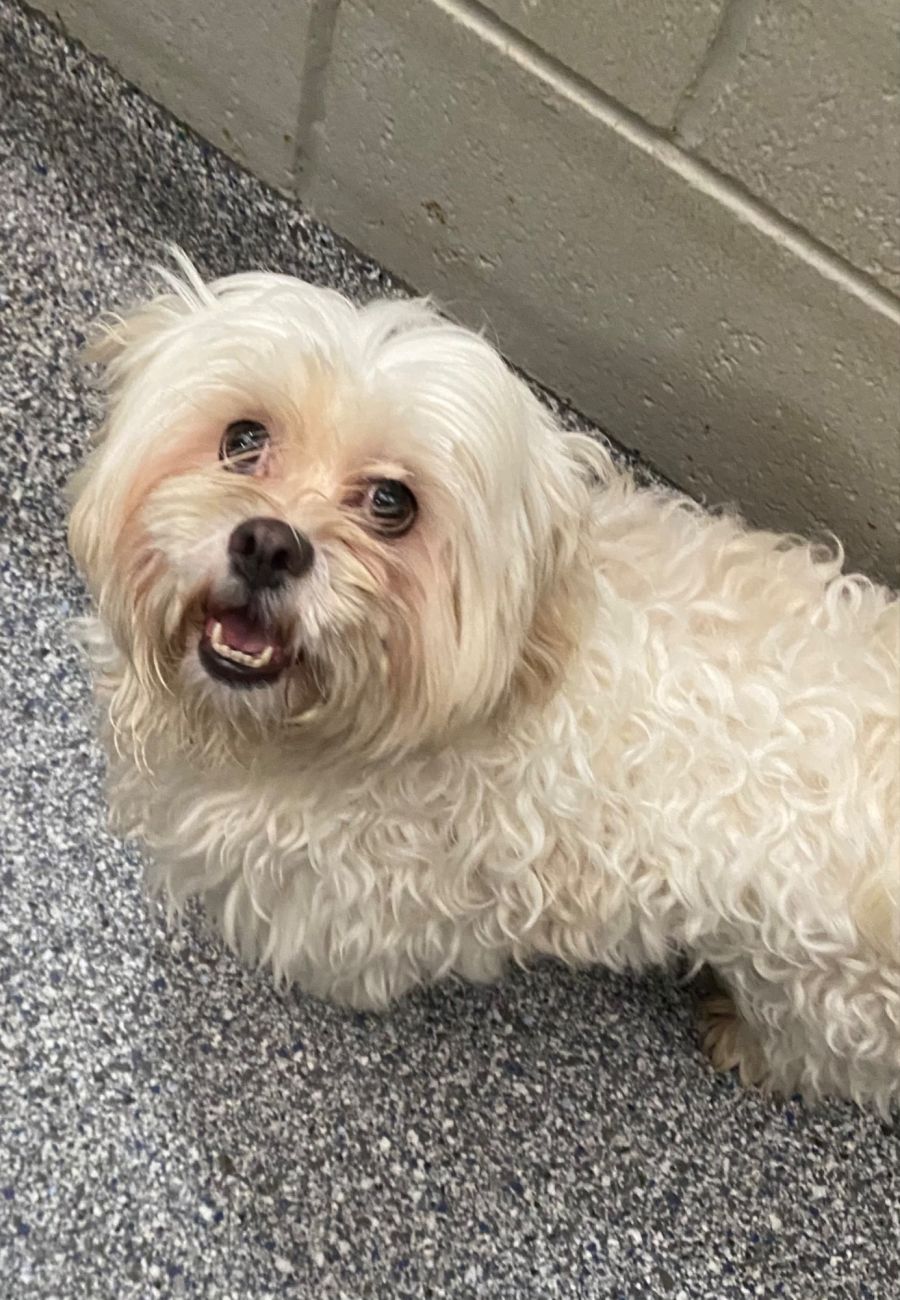 Indiana Bones - Small Male Maltese Mix Dog in VIC - PetRescue
