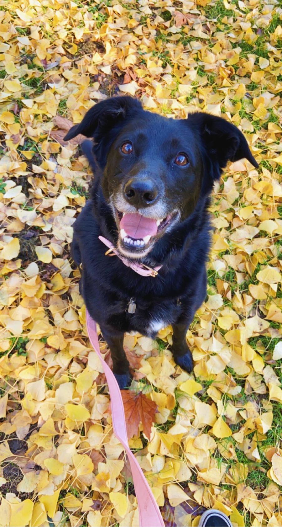 Molly - Medium Female Labrador x Kelpie Dog in VIC - PetRescue