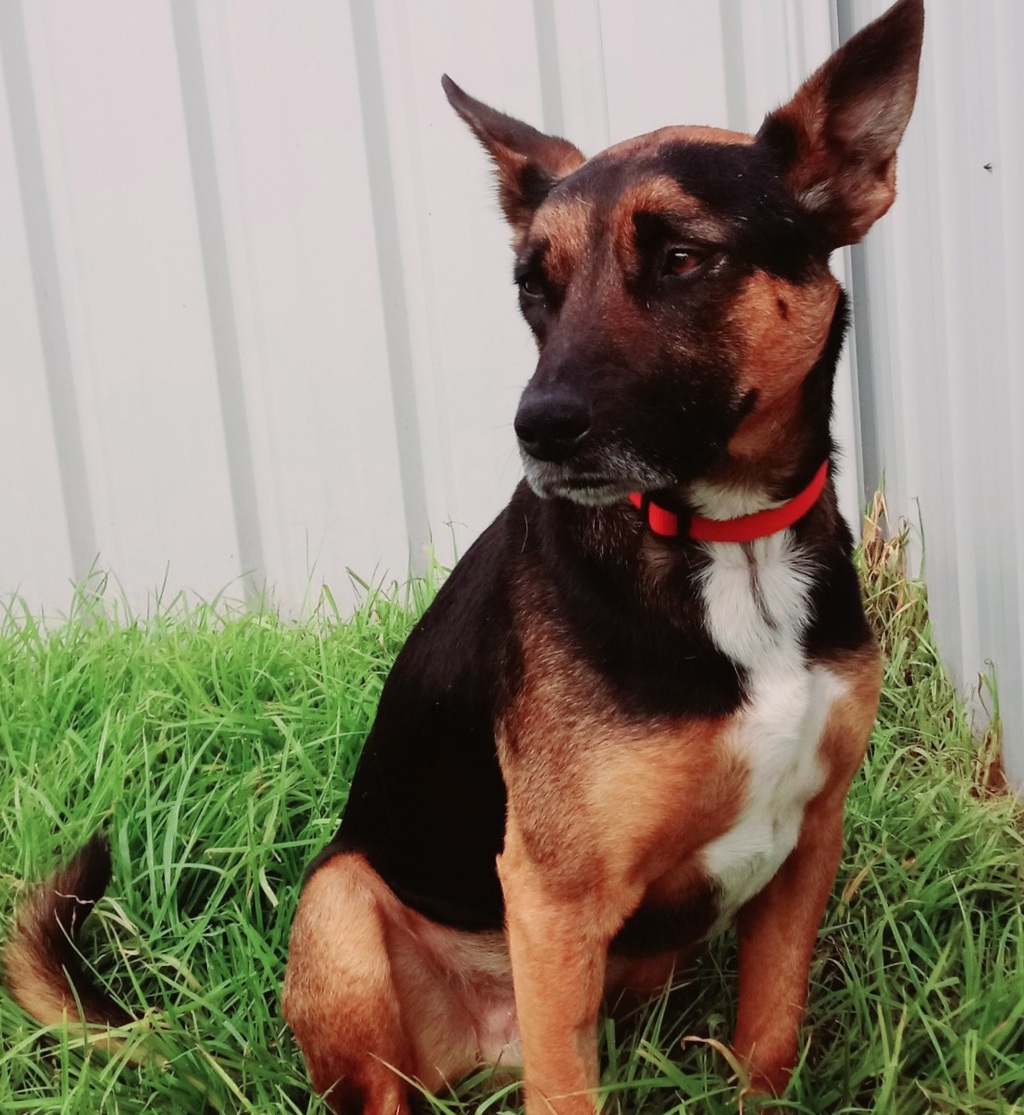 Ozzie - Medium Male Kelpie Dog in VIC - PetRescue