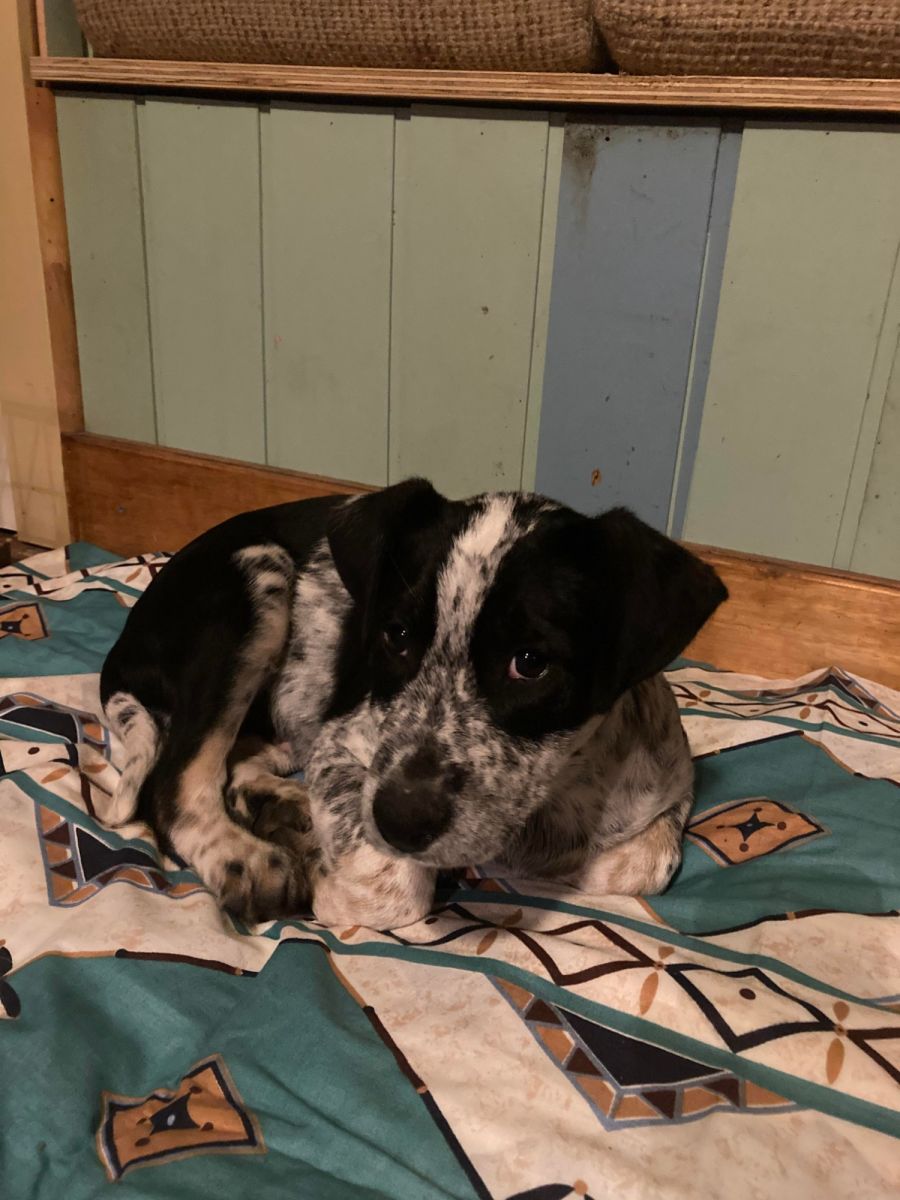 Tilly - Medium Female Smithfield Cattle Dog Mix Dog in NSW - PetRescue