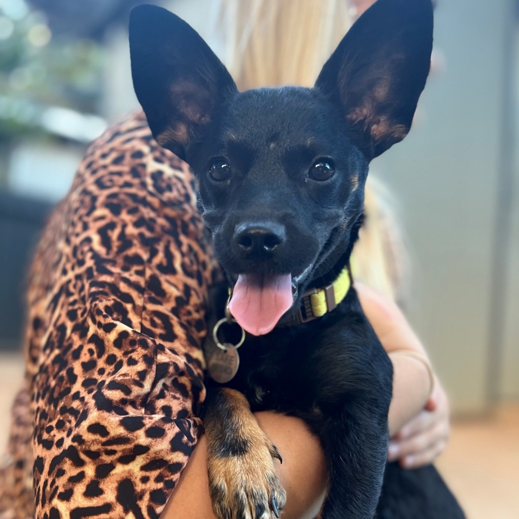 Foo - Small Female Mixed Breed Dog in WA - PetRescue