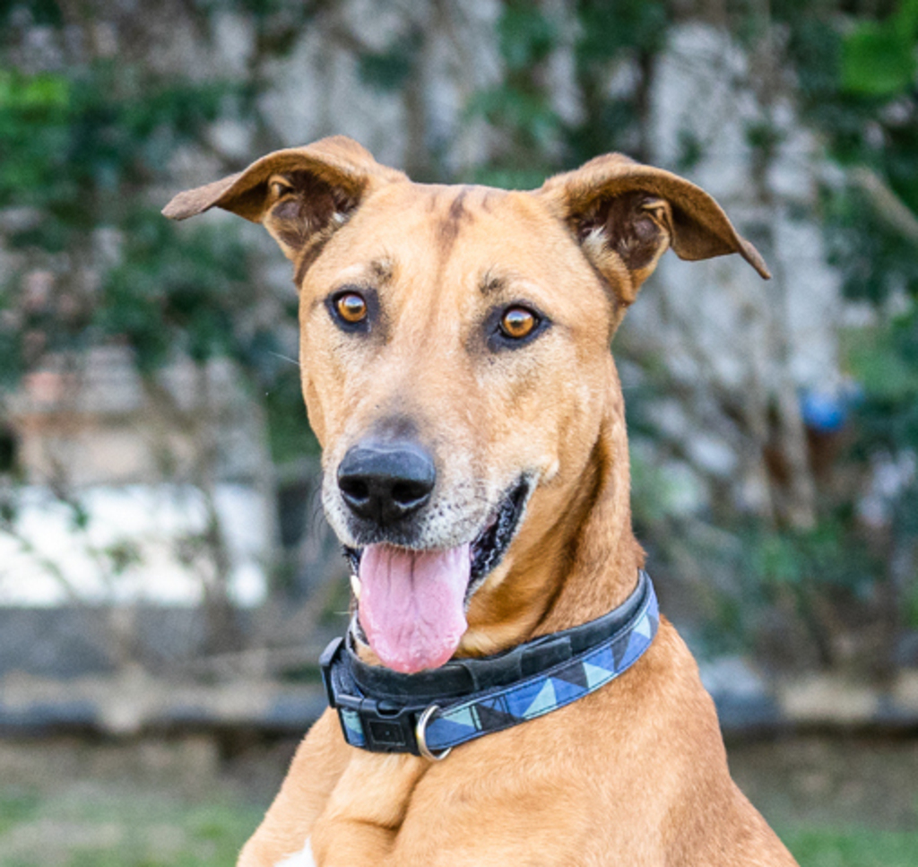 Bear - Large Male Greyhound x Rhodesian Ridgeback Mix Dog in QLD ...